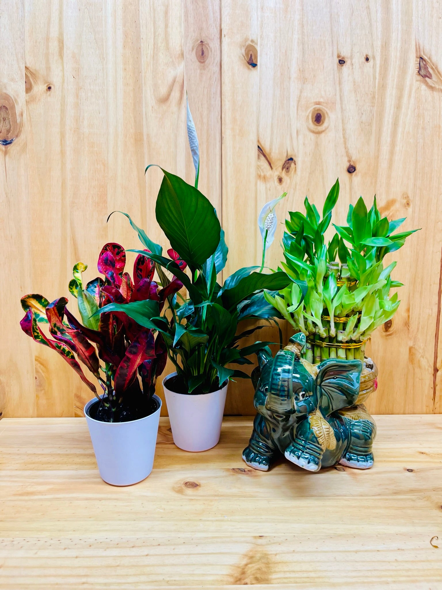Plant Packs by Houseplants New York – Houseplants New York LLC | Live ...