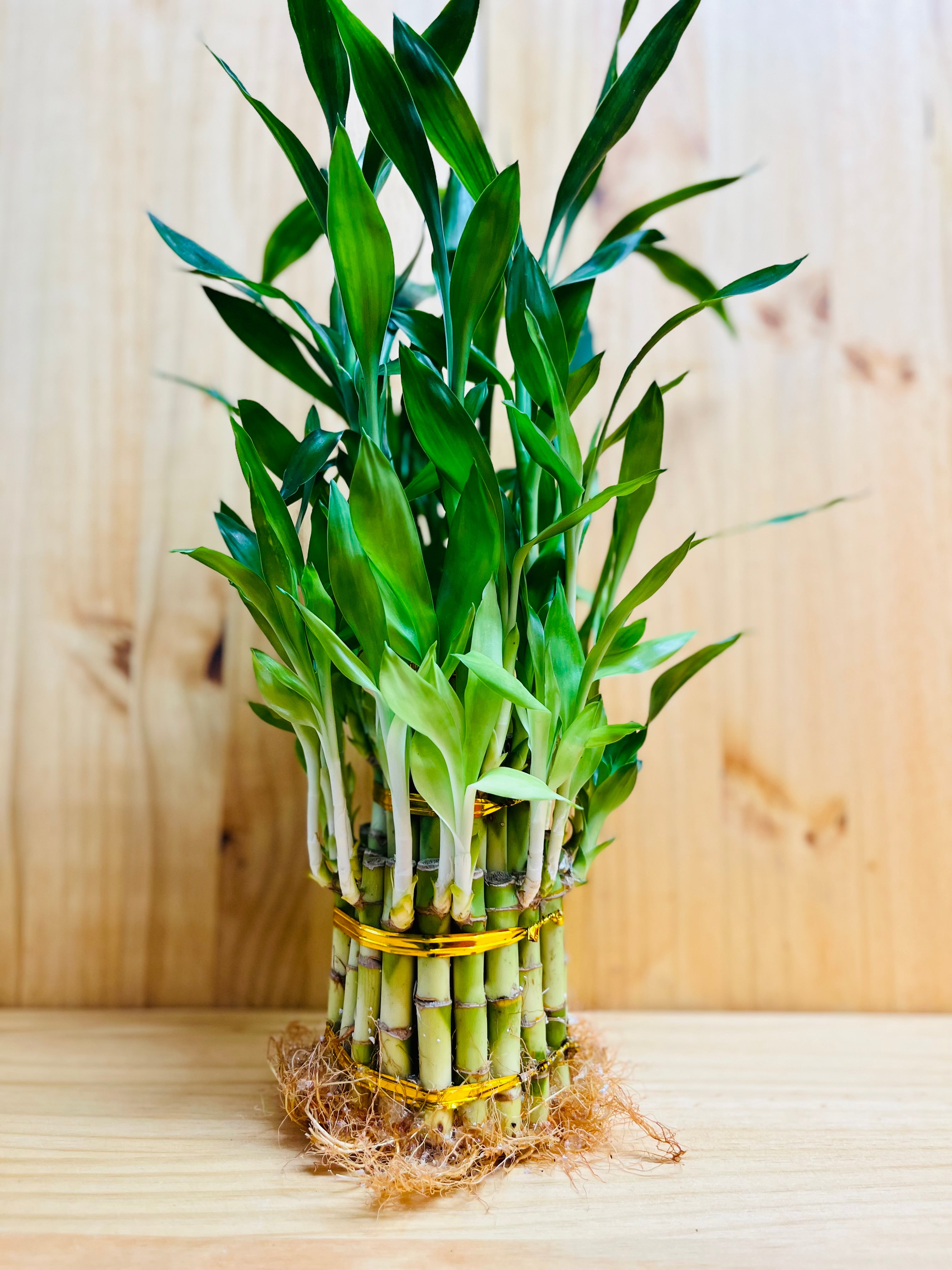 Lucky Bamboo Stems & Packs – Houseplants New York LLC | Live Lucky ...