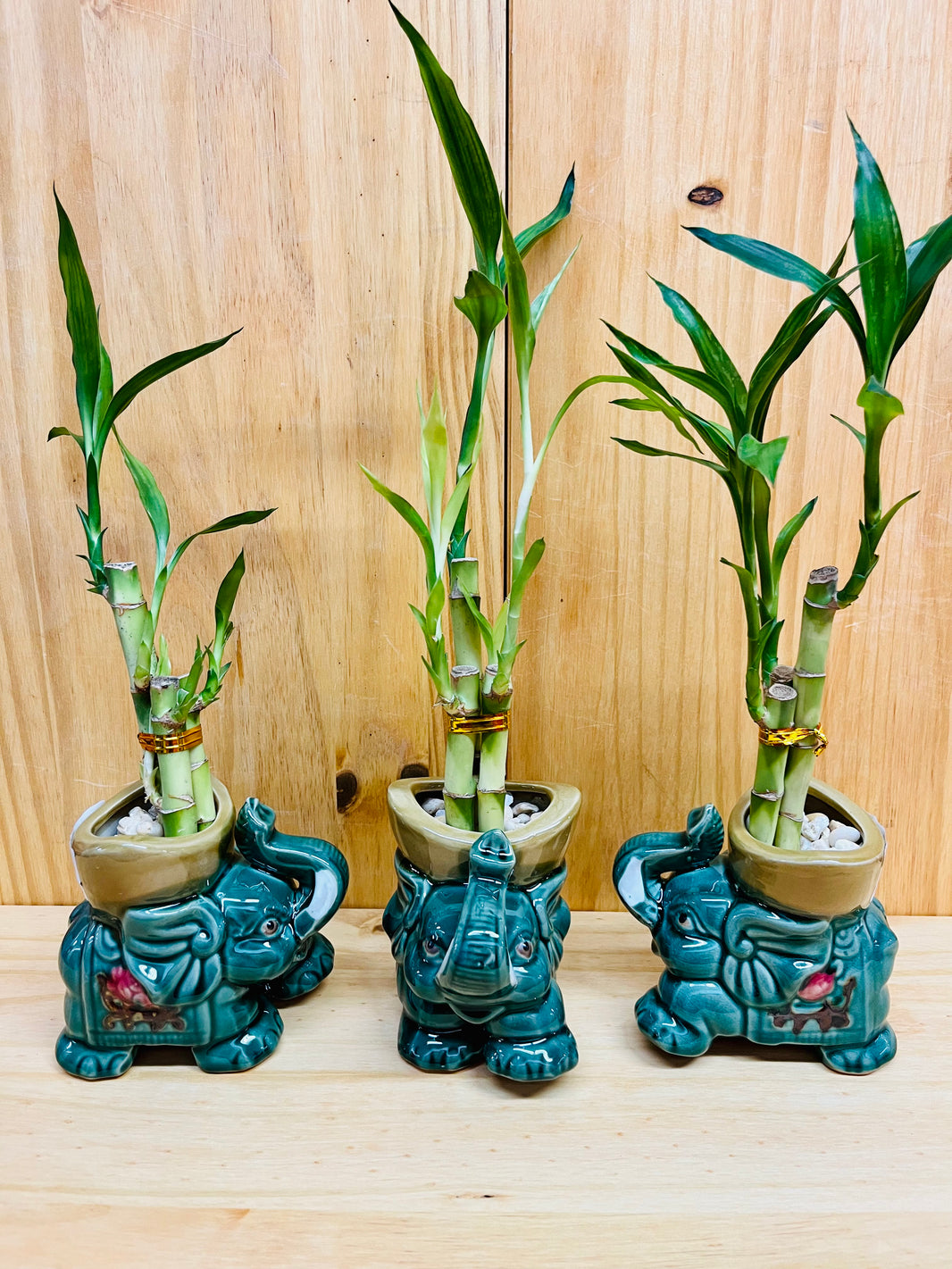 Lucky Bamboo in Ceramic Pots – Houseplants New York LLC | Live Lucky ...
