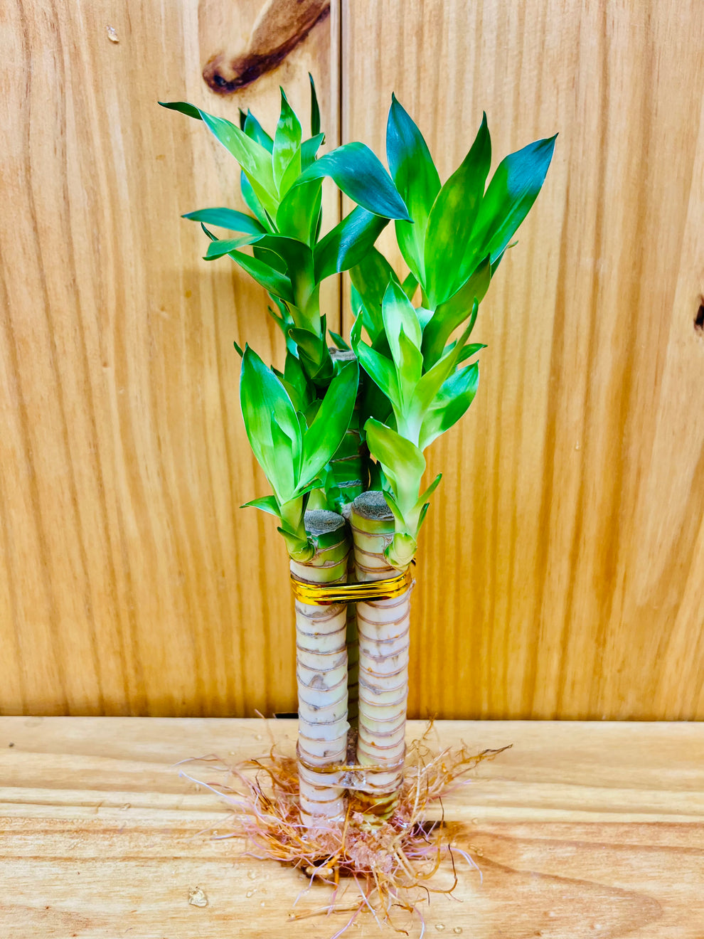 Lotus Lucky Bamboo Arrangements -by Houseplants New York LLC ...