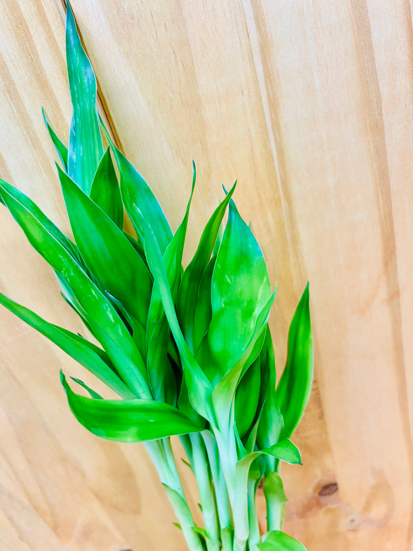 Live Lucky Bamboo Plants 8” Straight Stems – Houseplants New York LLC ...